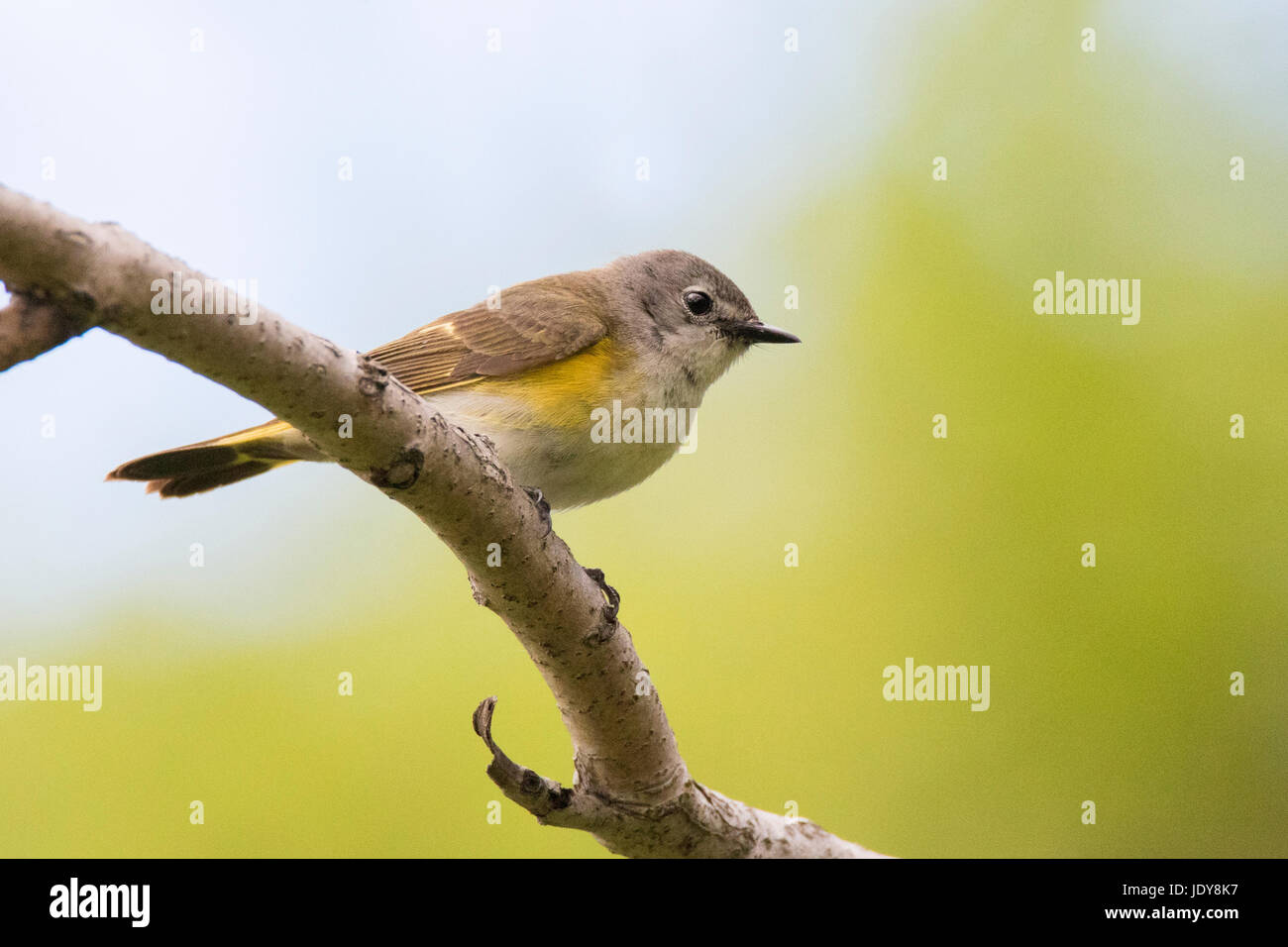 Female American Redstart Stock Photo - Alamy