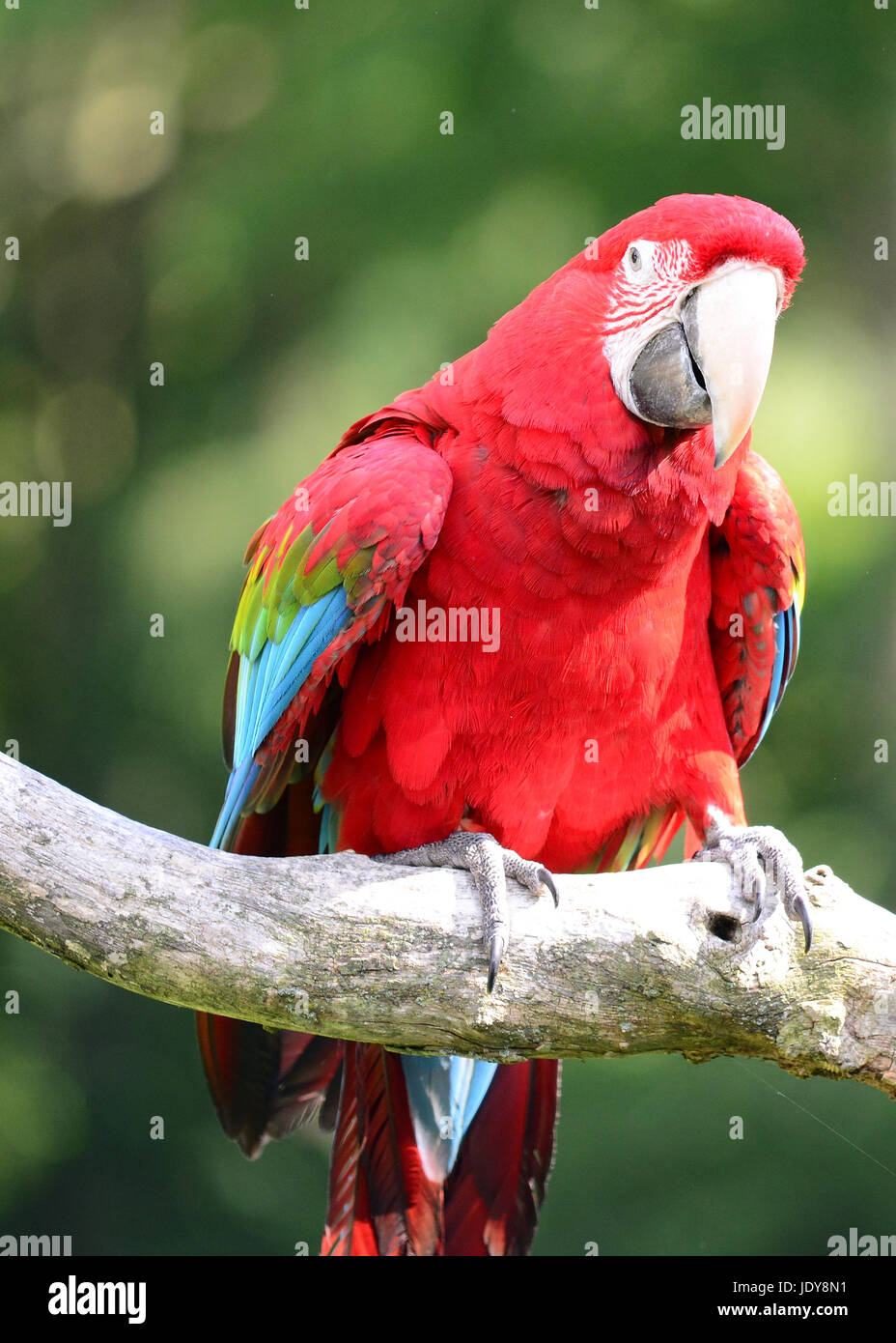 Loud parrot hi-res stock photography and images - Alamy