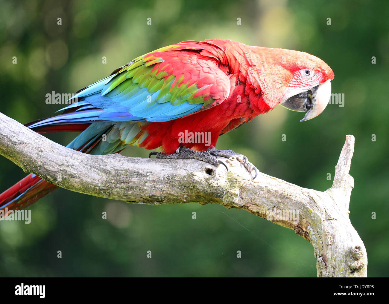 Loud macaw hi-res stock photography and images - Alamy