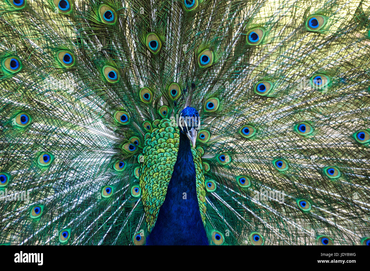 Real peacock hi-res stock photography and images - Alamy