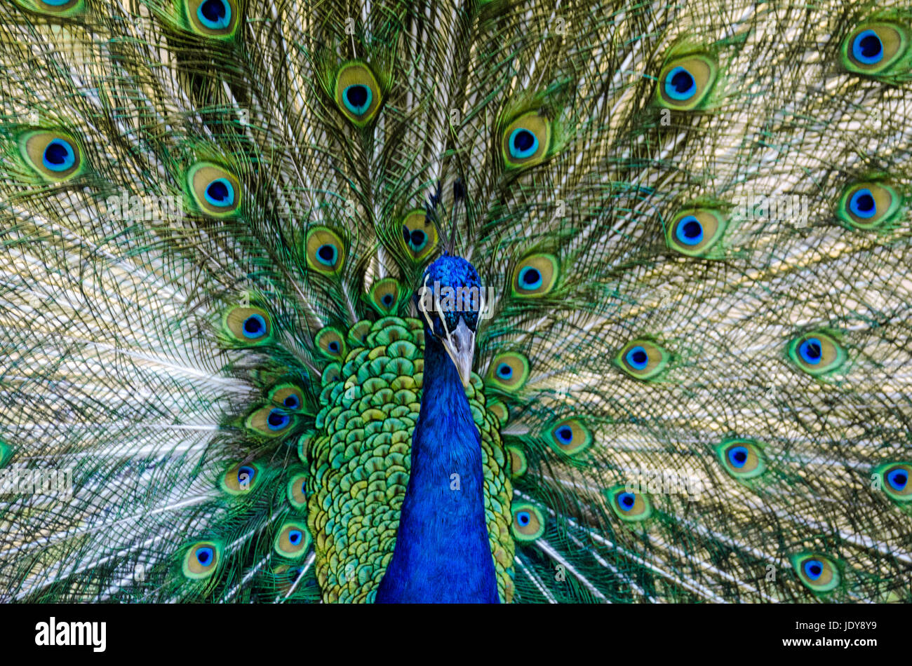 Real peacock hi-res stock photography and images - Alamy