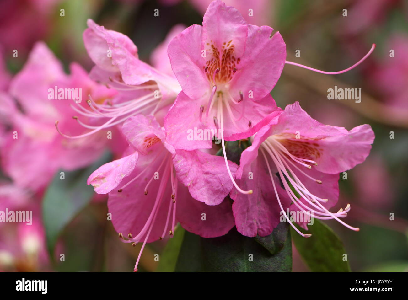 Pink rhododendron flowers in a garden Stock Photo - Alamy