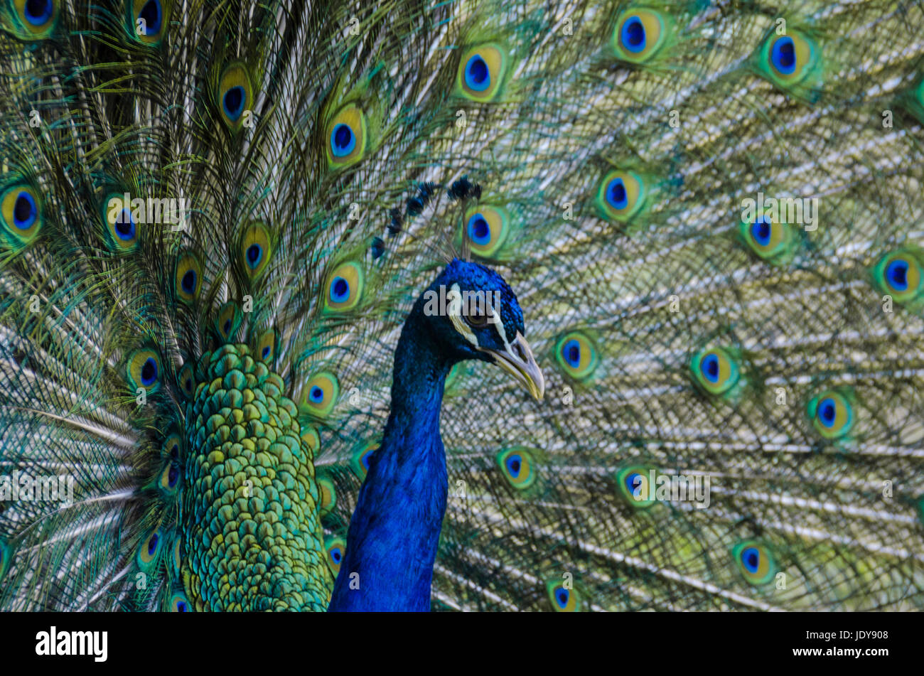 Real peacock hi-res stock photography and images - Alamy