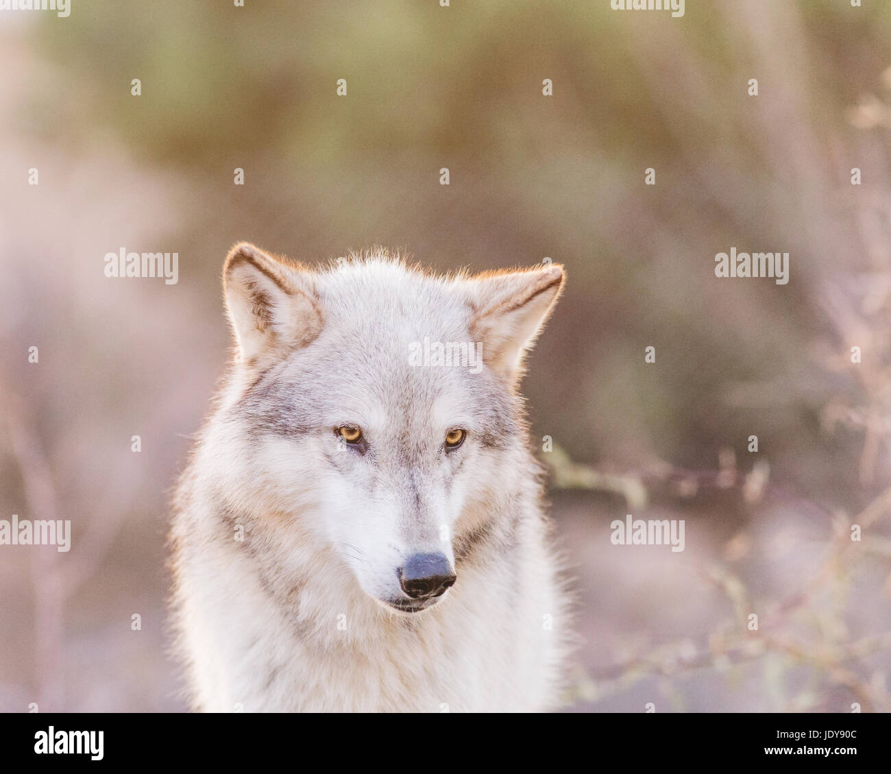 Pretty wolf hi-res stock photography and images - Alamy