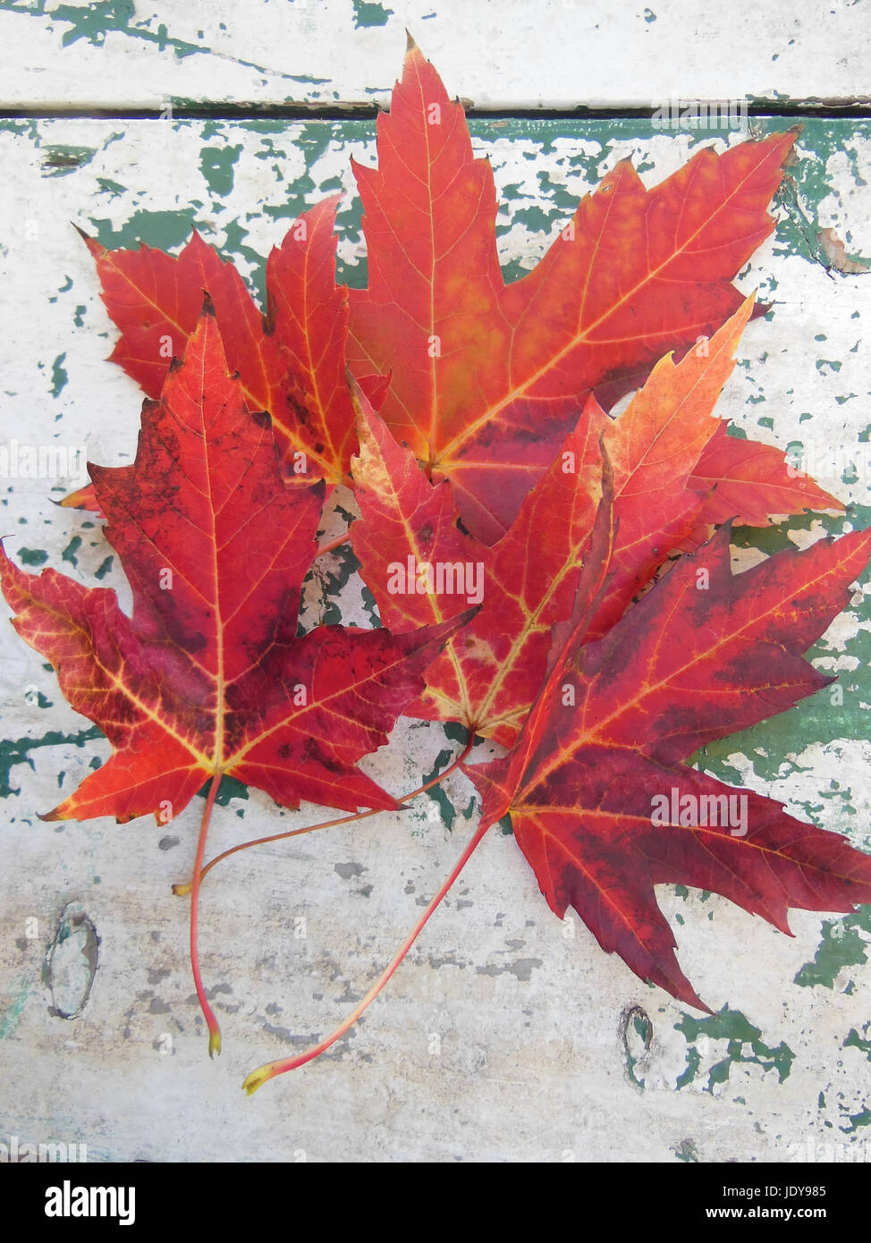 Maple leaf on picnic table hi-res stock photography and images - Alamy