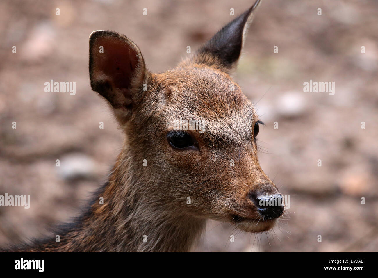 ears young animal Stock Photo - Alamy