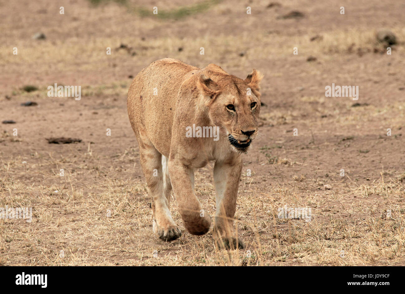 Lion approaching walking lion hi-res stock photography and images - Alamy
