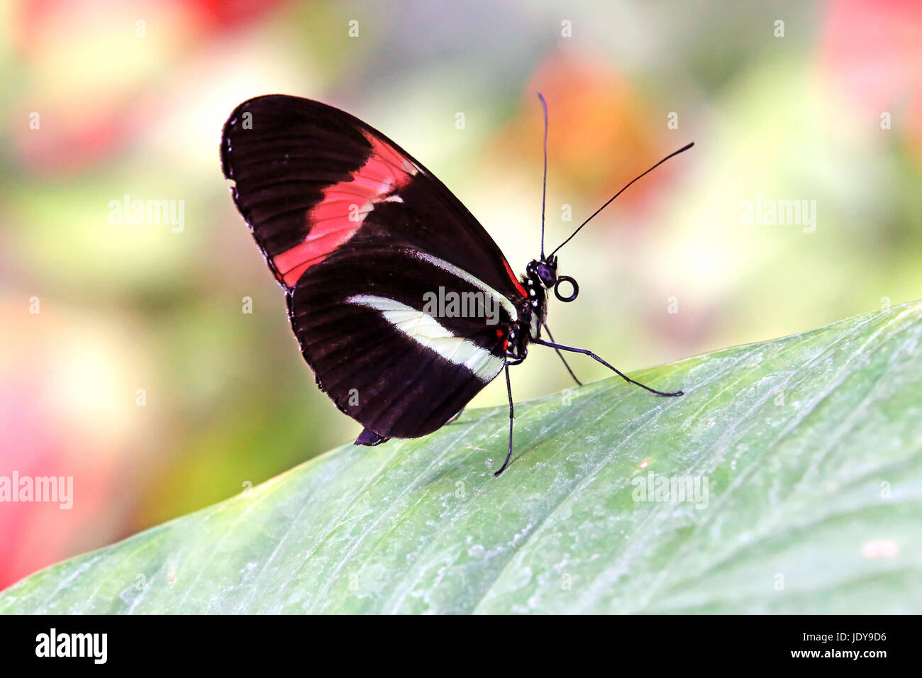 postman butterfly heliconius melpomene Stock Photo - Alamy