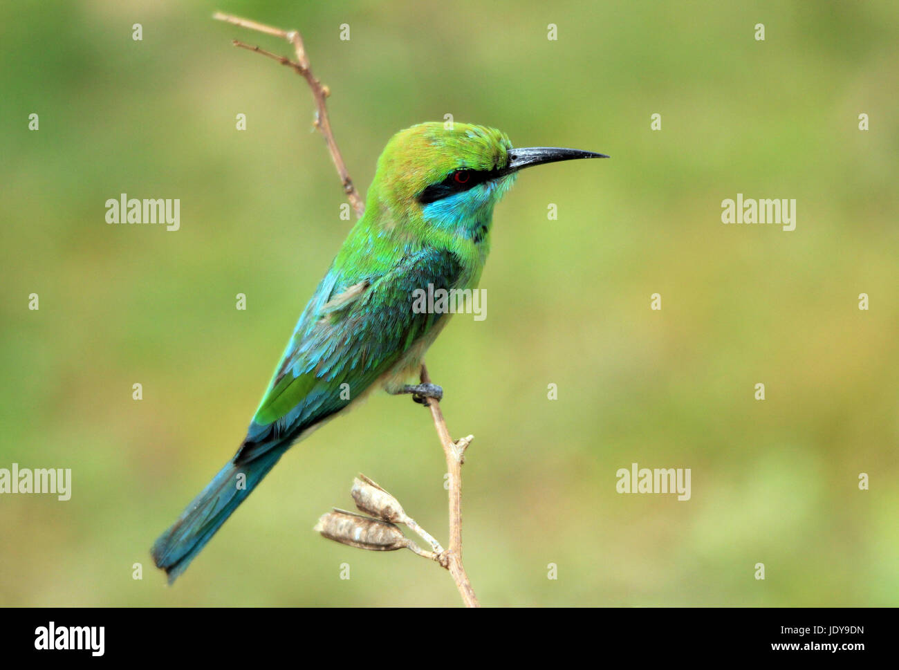 Blue-tailed Bee-eater (Merops Philippinus) on a Branch, Yala, Sri Lanka ...
