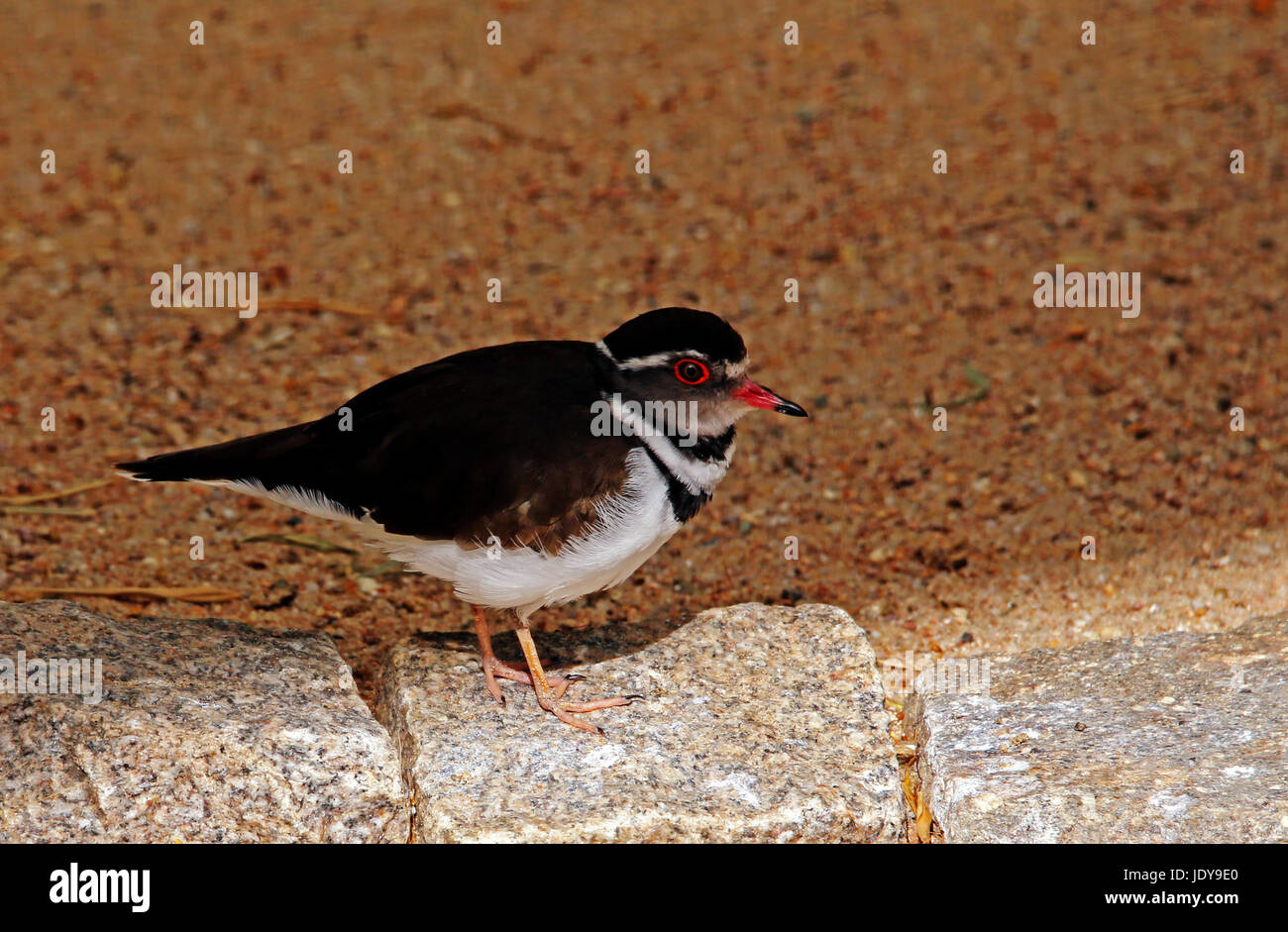 south africa plover Stock Photo - Alamy