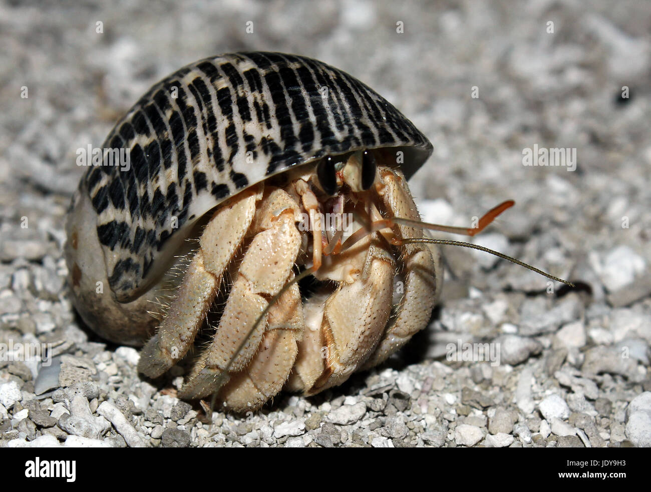 Male hermit crab hi-res stock photography and images - Alamy