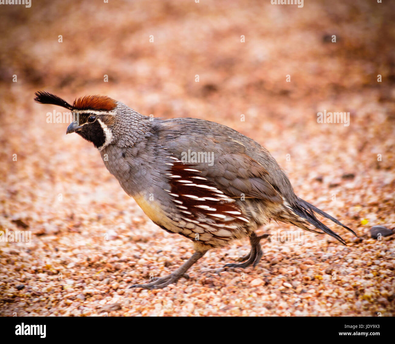 Gambel's quail sonora desert hi-res stock photography and images - Alamy