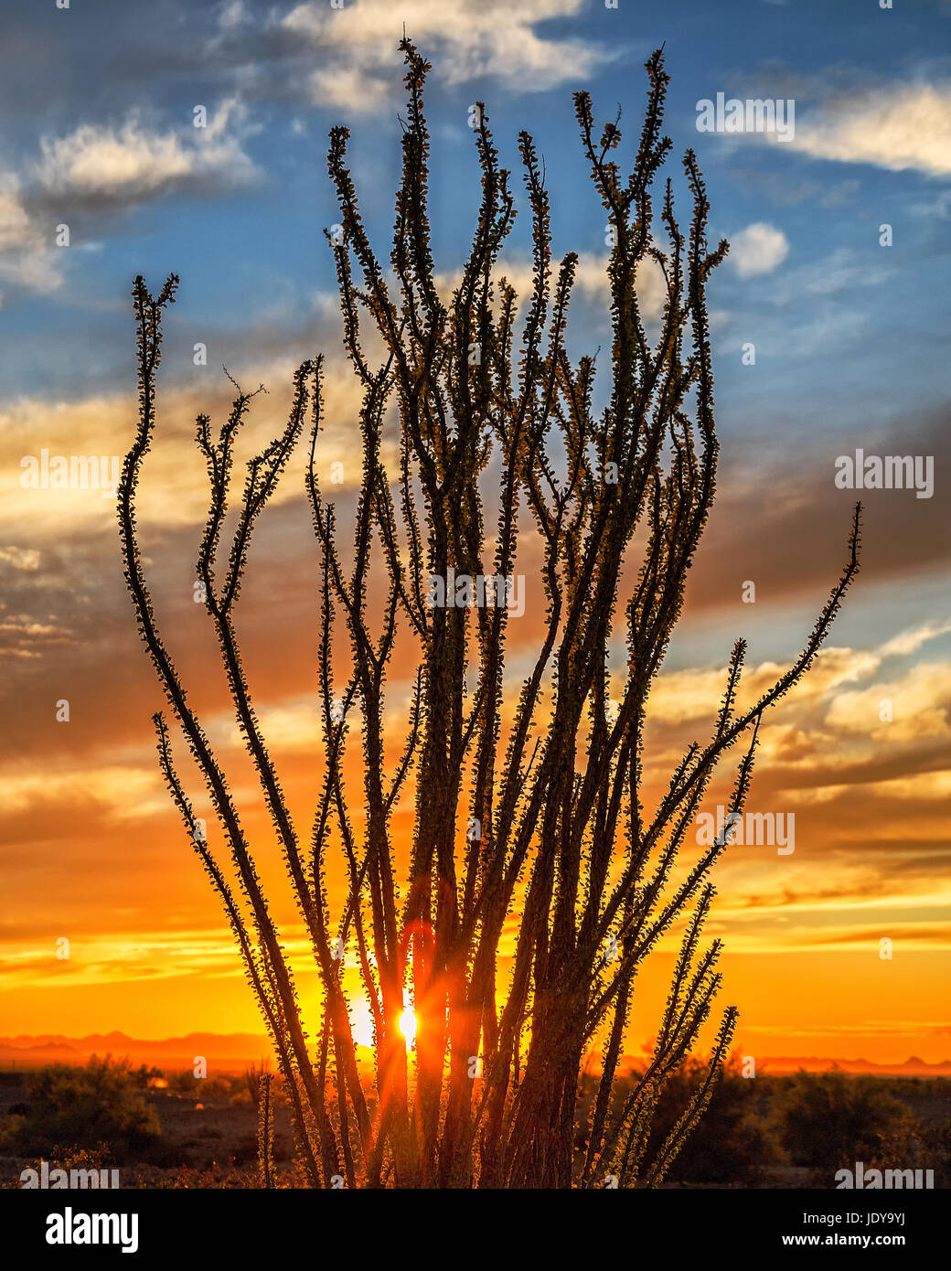 Ocotillo silhouette hi-res stock photography and images - Alamy