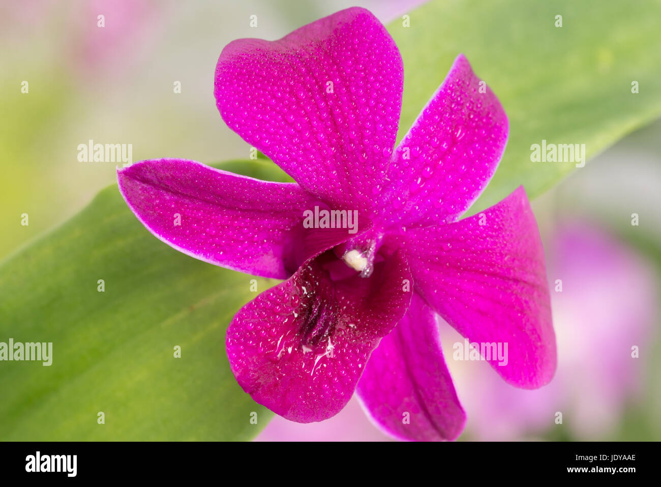Purple dendrobium orchids Stock Photo - Alamy