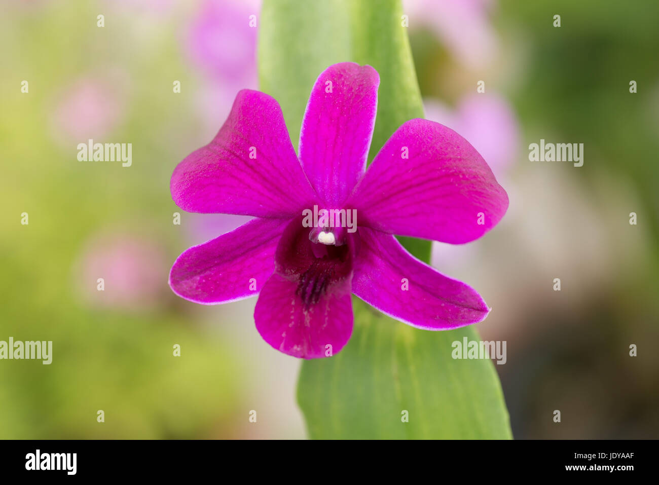 Purple dendrobium orchids Stock Photo - Alamy