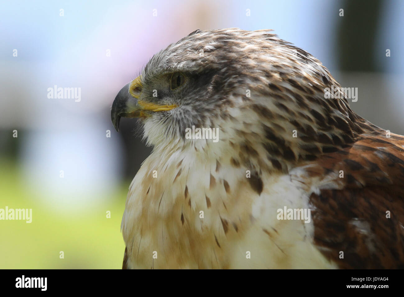 A predatory bird on outdoor background Stock Photo - Alamy