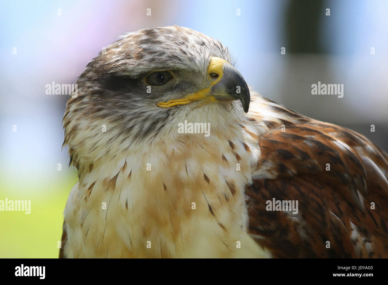 A predatory bird on outdoor background Stock Photo - Alamy