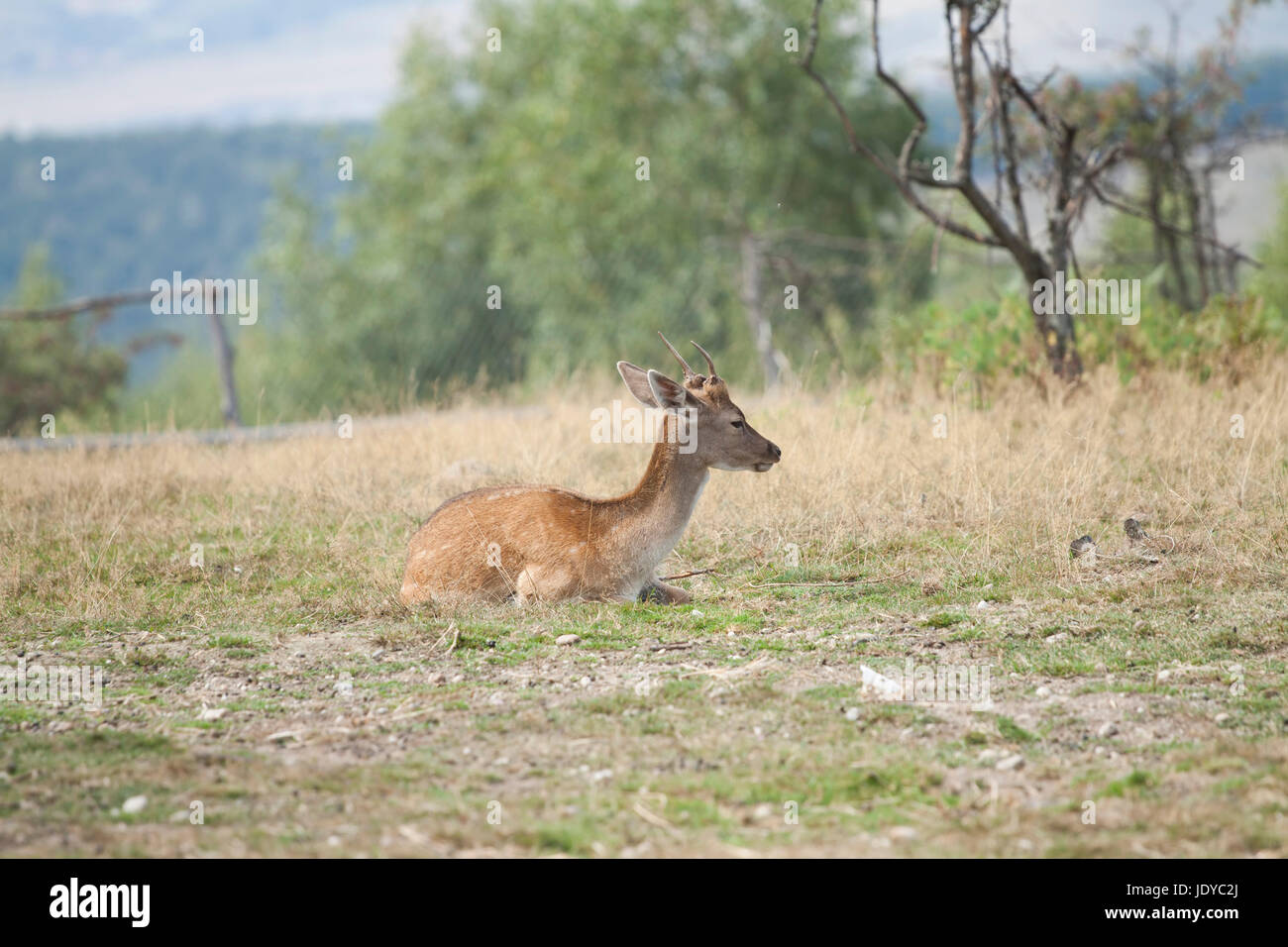 Spotted Deer / Chital (Axis axis) sitting on the field Stock Photo - Alamy