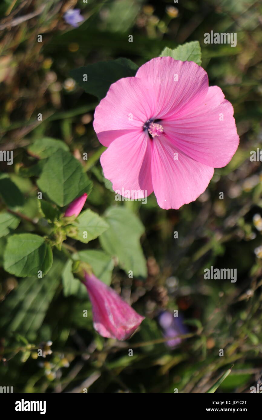 pink mallow flowers Stock Photo - Alamy