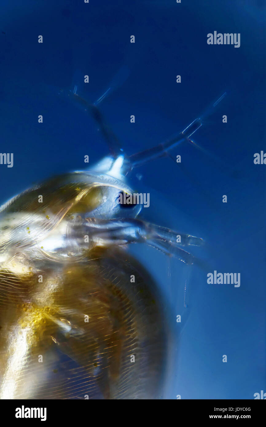 Plankton microscope hi-res stock photography and images - Alamy