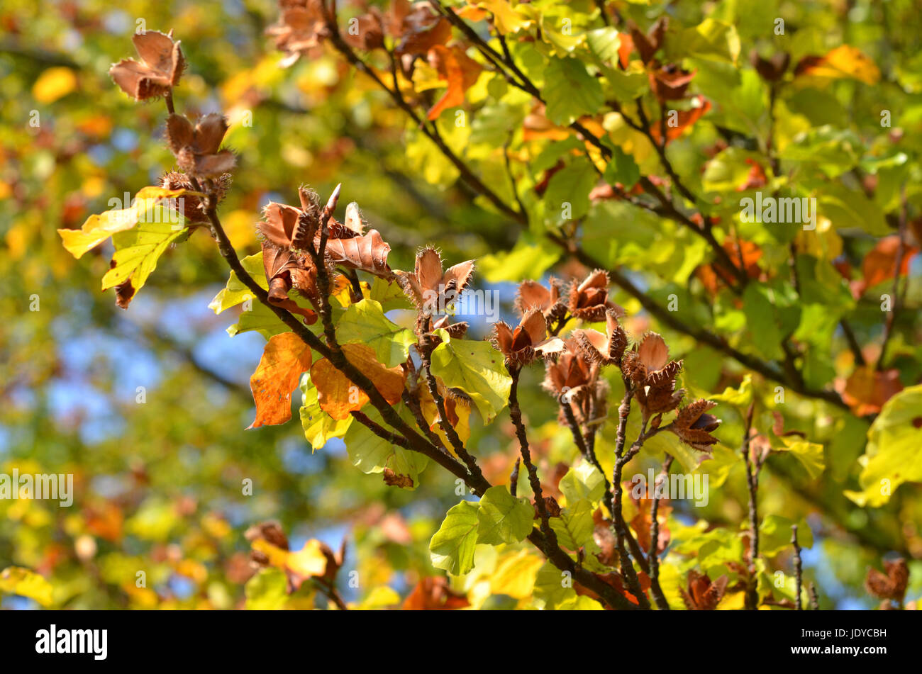 Bucheckern hi-res stock photography and images - Alamy