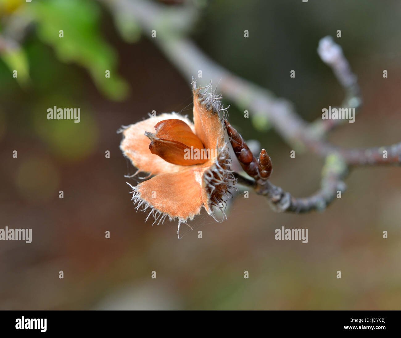 Bucheckern hi-res stock photography and images - Alamy