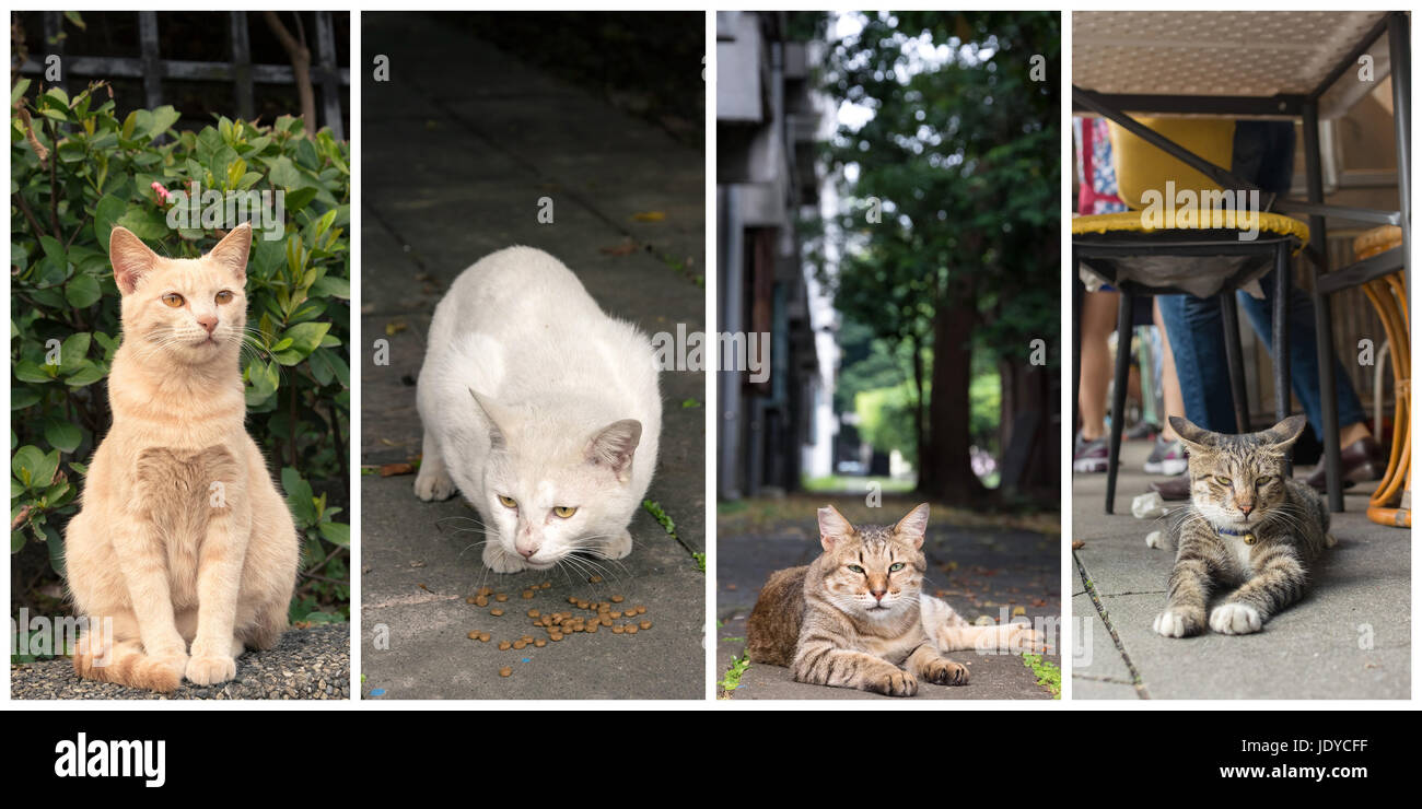 Collection of cat on the street in daytime Stock Photo - Alamy