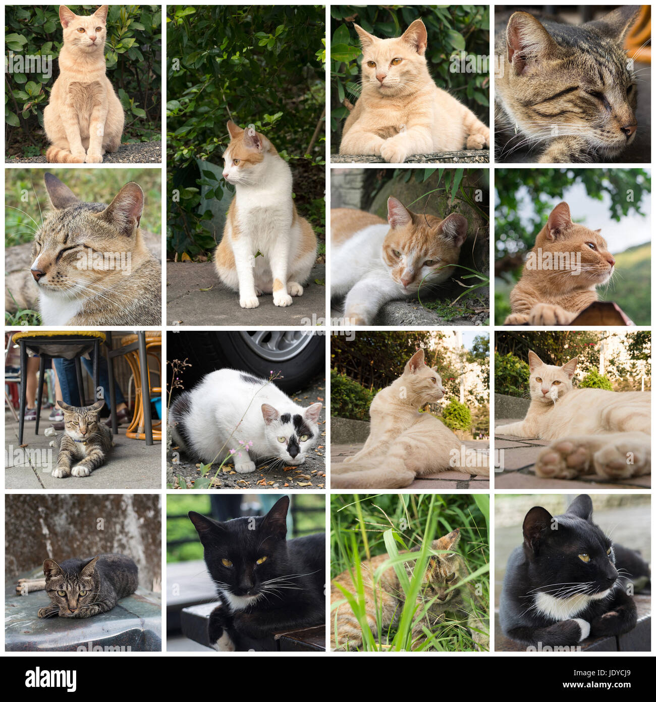 Tabby cat lying on the stone wall in the cat village of Houtong, Taiwan ...
