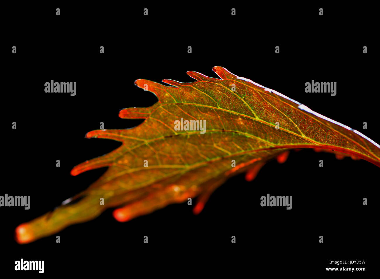 Toothed leaf hi-res stock photography and images - Alamy