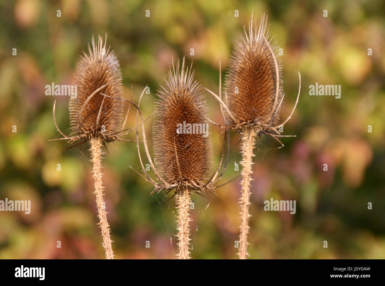 Kardengewachs hi-res stock photography and images - Alamy