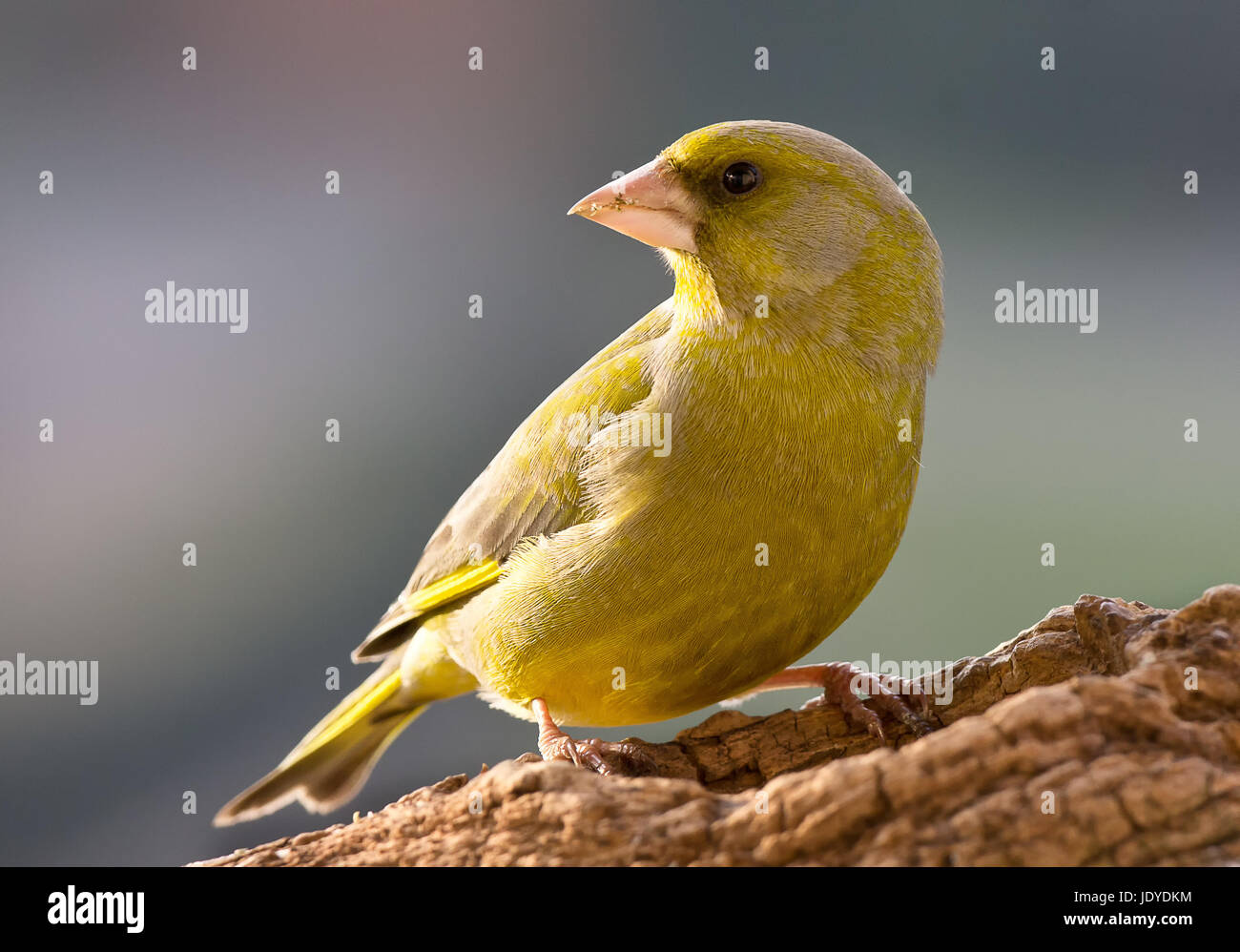 beastly animal world Stock Photo - Alamy