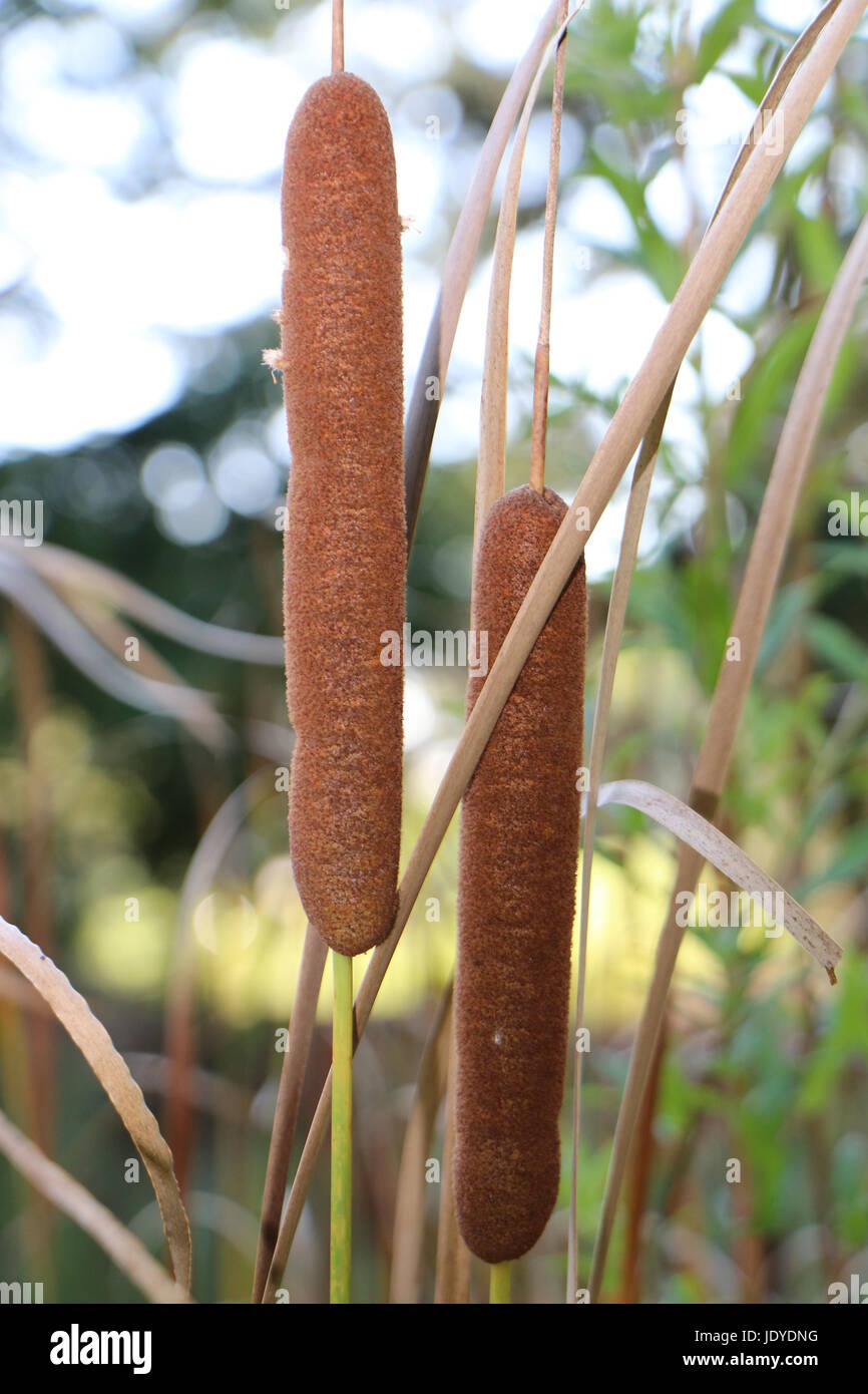 Reed tube hi-res stock photography and images - Alamy