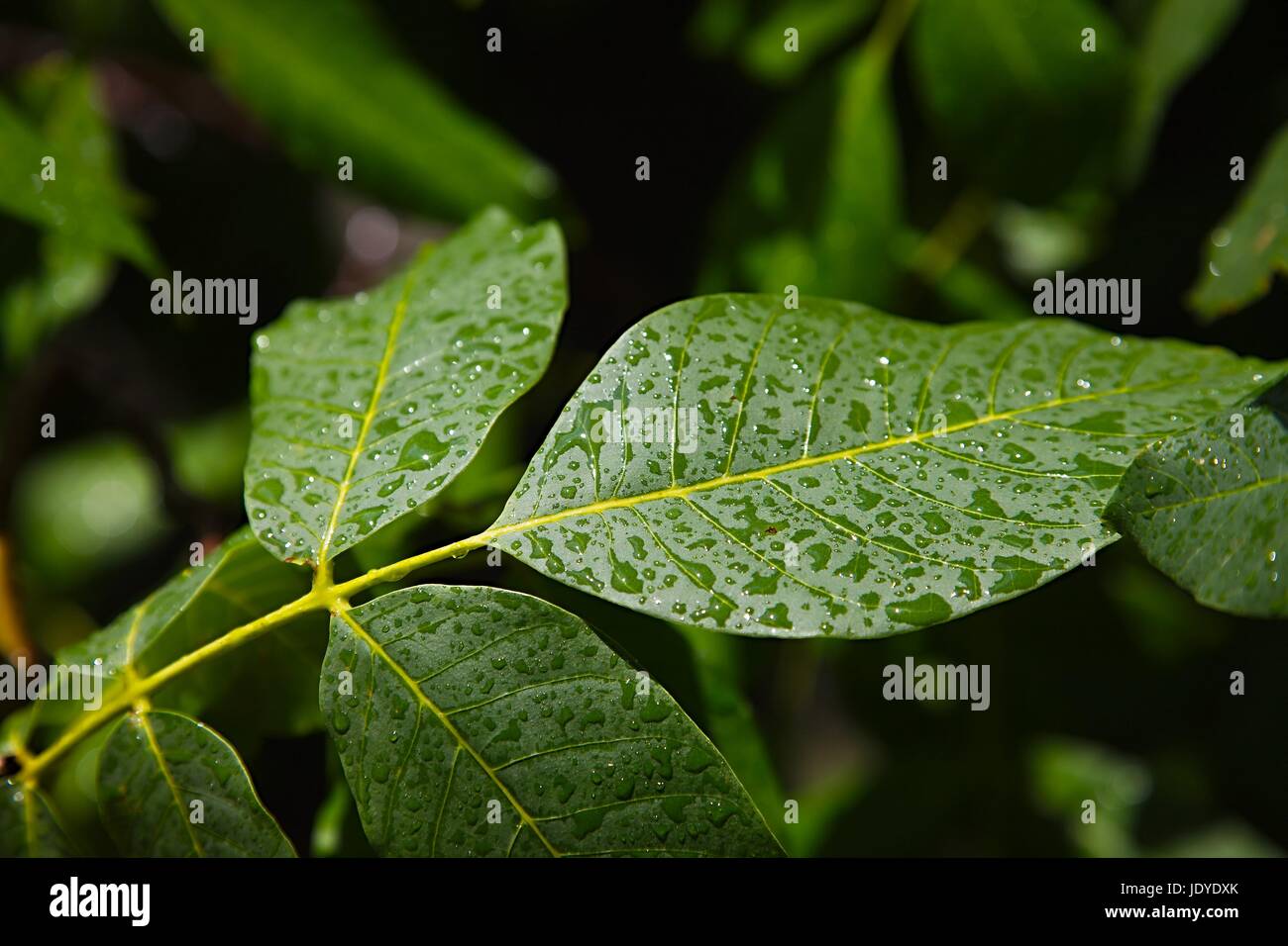 Wet leaves of a tree after rain Stock Photo - Alamy
