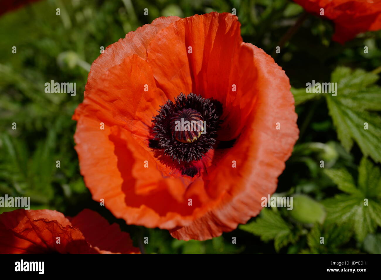 Large Red Poppy Stock Photo - Alamy