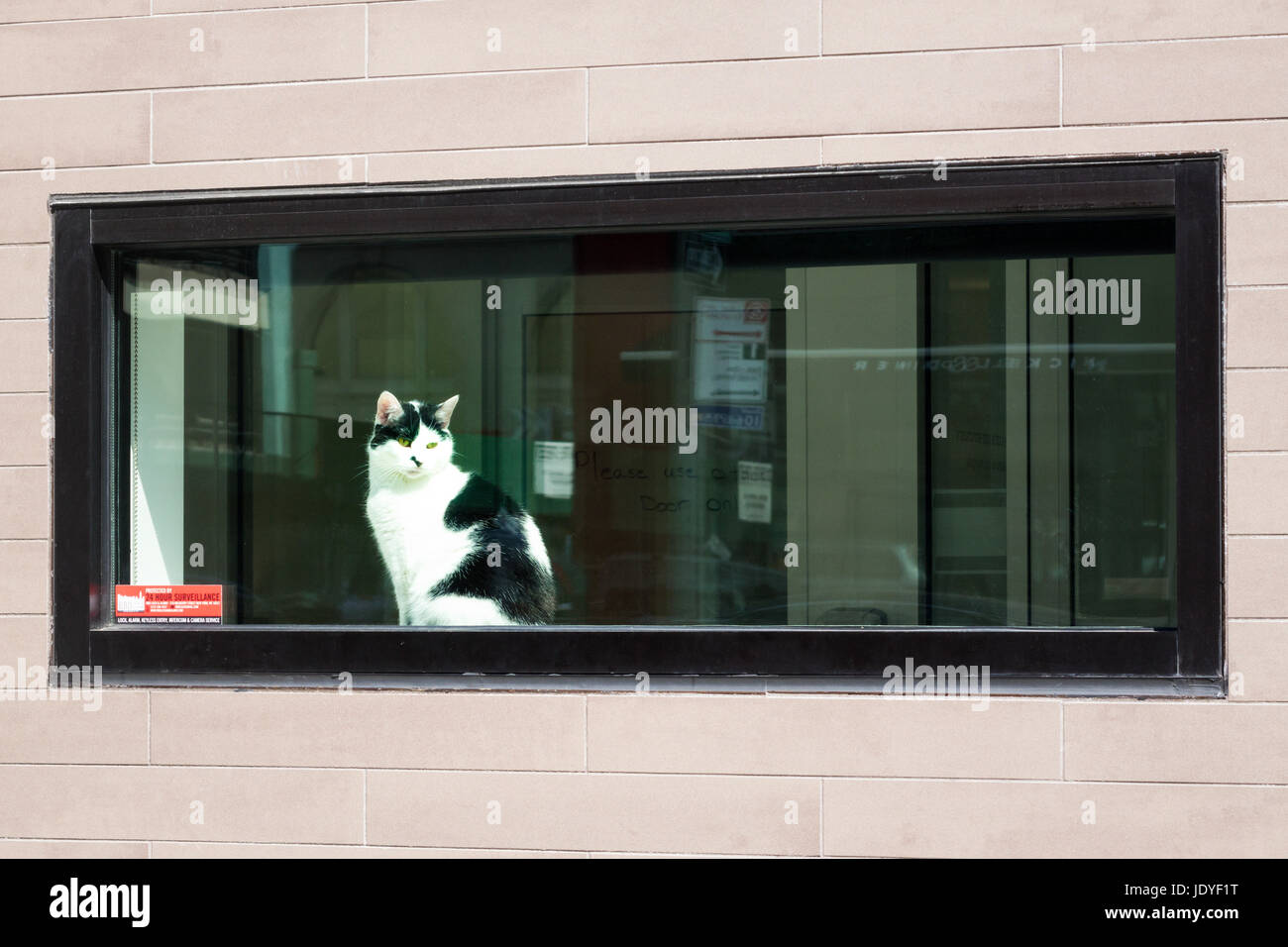 A calm and beautiful domestic female cat sitting in the window of a pet ...