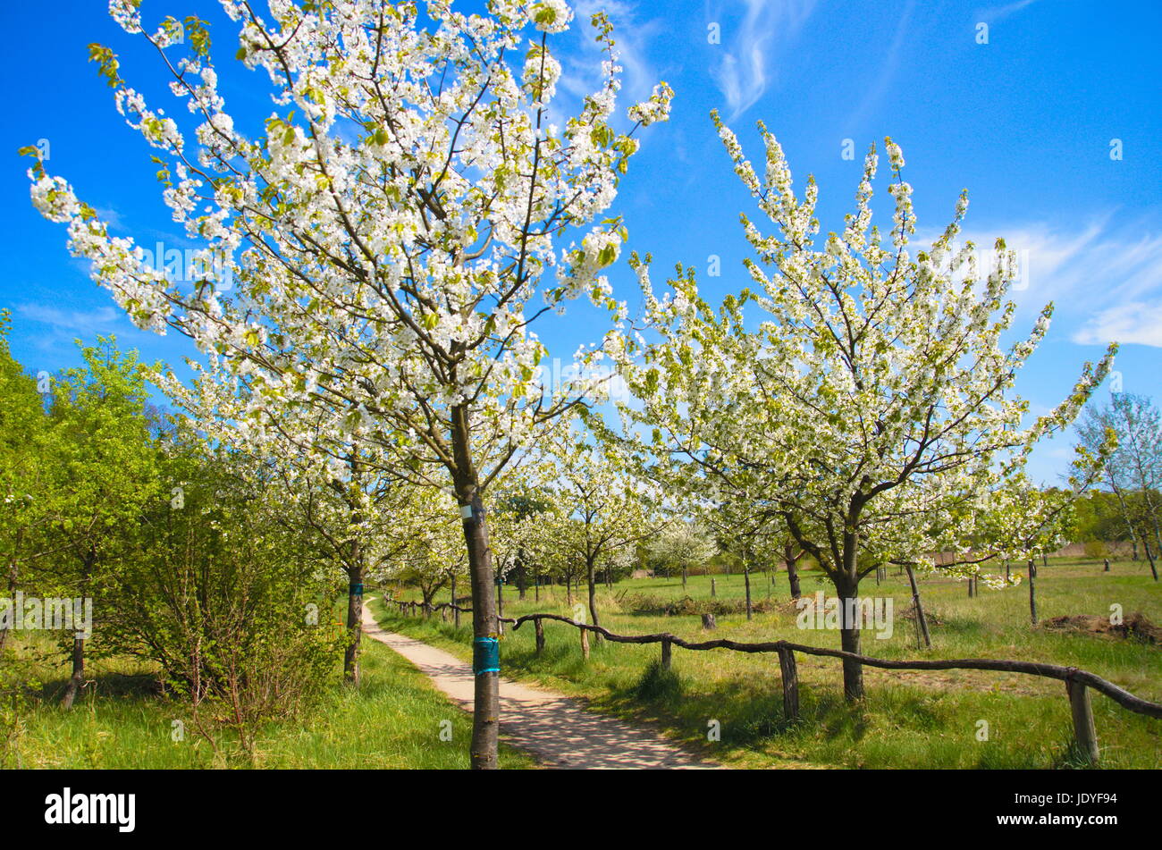 flowering trees at the former border between west berlin and east ...
