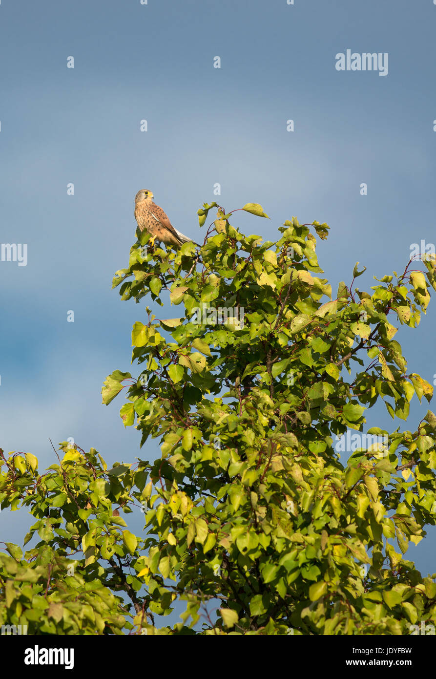 kestrel sitting on a high tree Stock Photo - Alamy