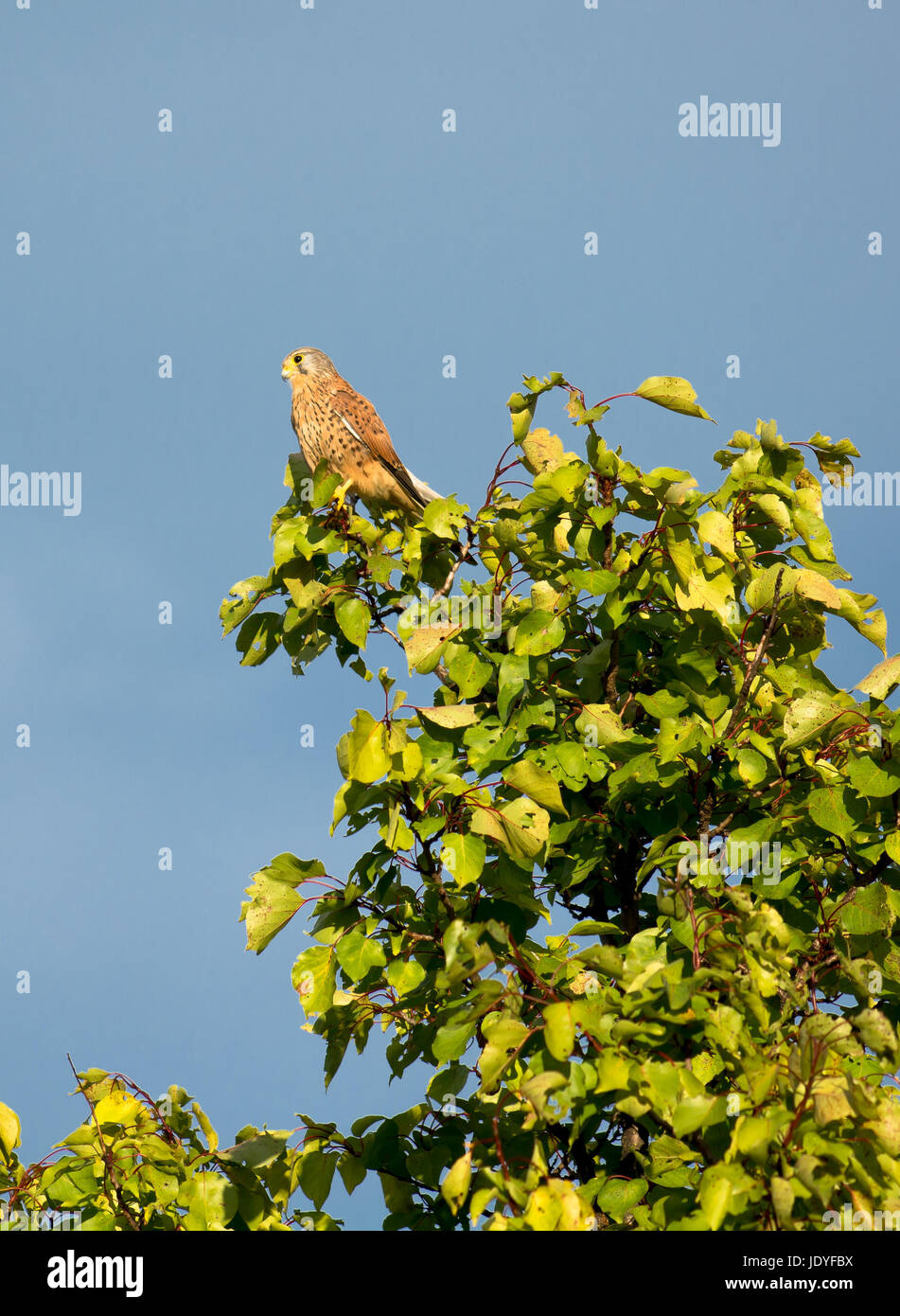 kestrel sitting on a high tree Stock Photo - Alamy