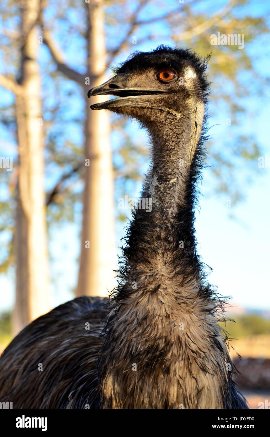 Emu beaks hi-res stock photography and images - Alamy