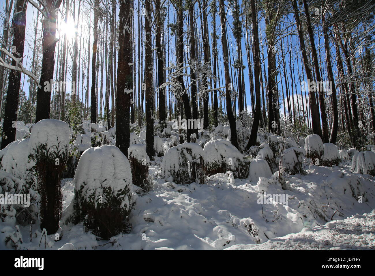 Australian forest sun rays hi-res stock photography and images - Alamy