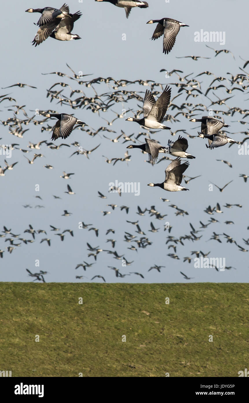 migratory birds (geese Stock Photo - Alamy