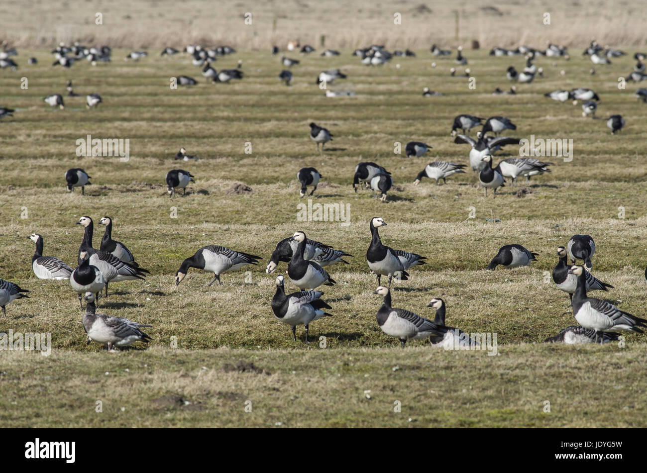School of geese hi-res stock photography and images - Alamy