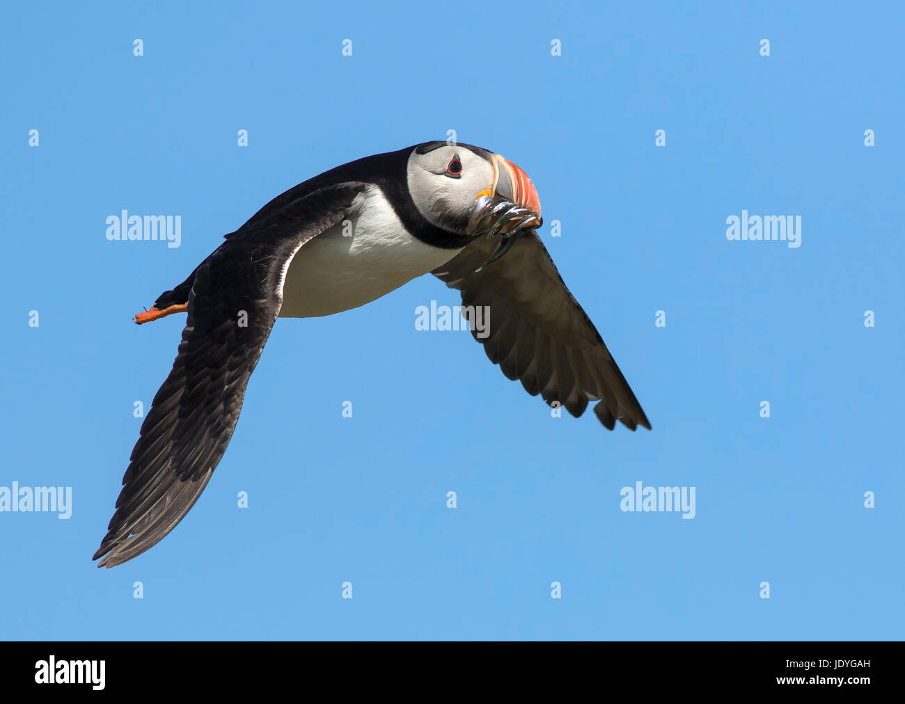 Puffin in Flight with Sand Eels Stock Photo - Alamy