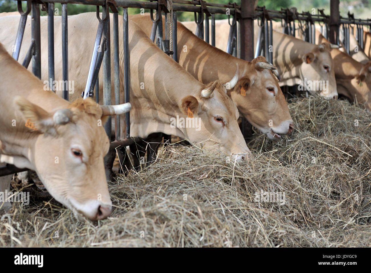 Closeup of cows in barn eating hay Stock Photo - Alamy