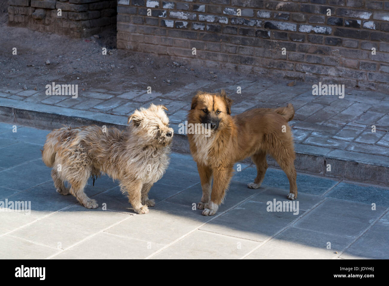 Two shaggy dogs, Pingyao, Shanxi province, China Stock Photo - Alamy