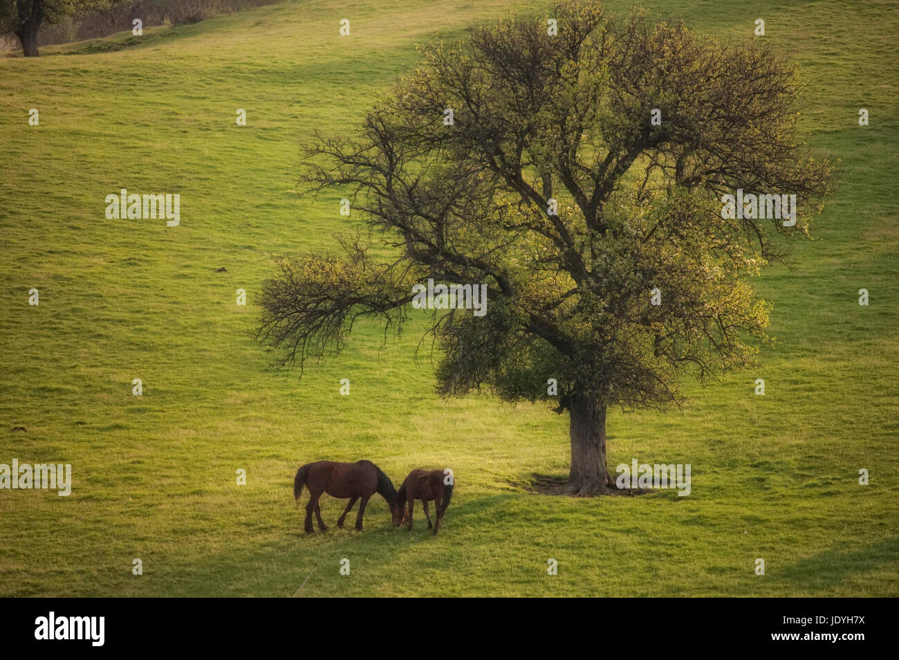 Horse green tree field hi-res stock photography and images - Alamy
