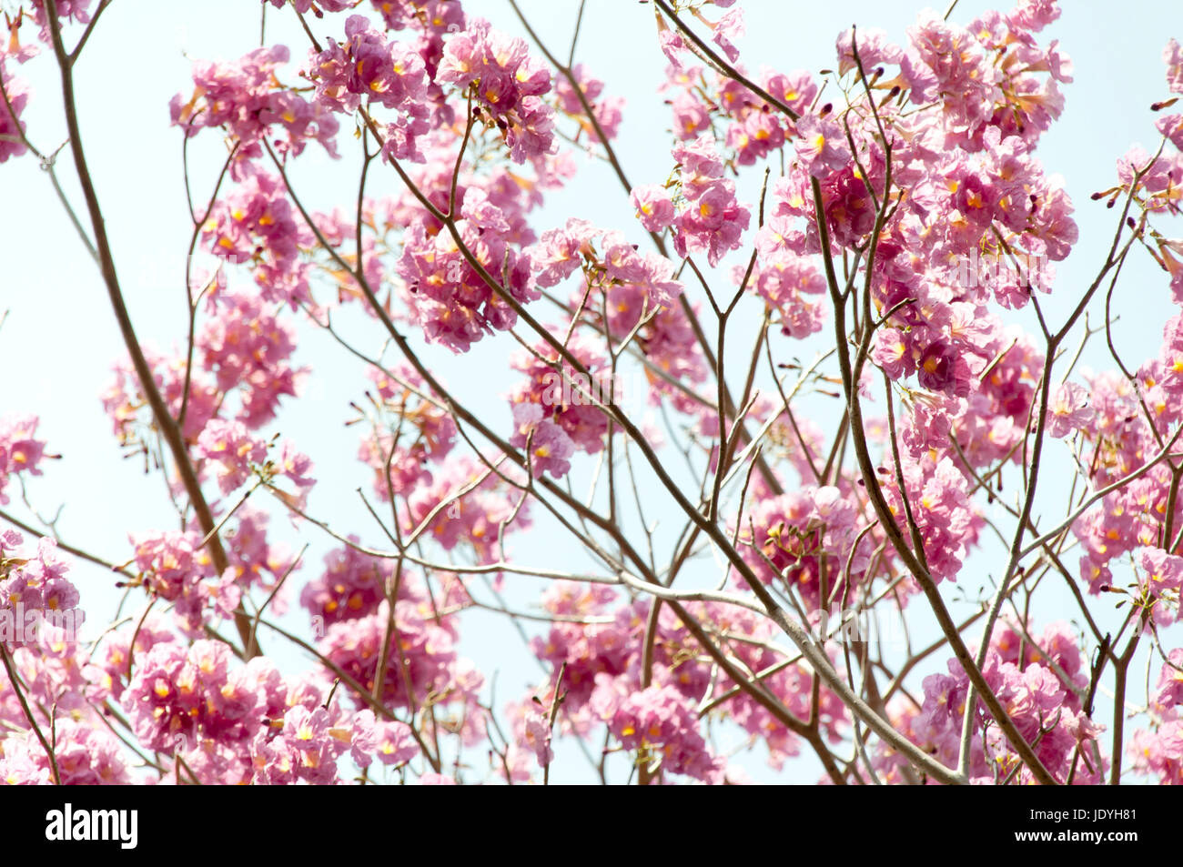 Violet subject hi-res stock photography and images - Alamy