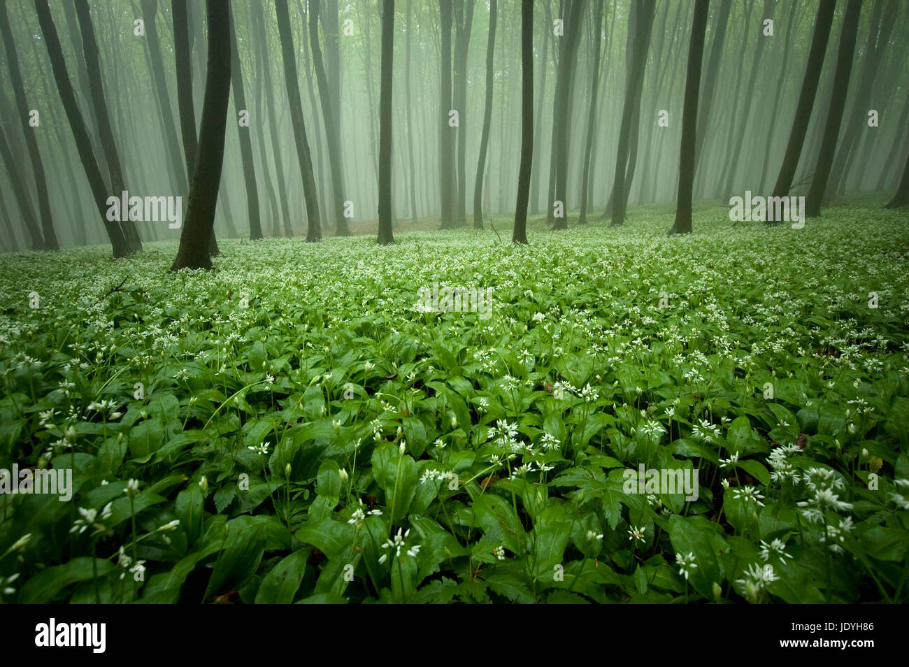 Soft forest floor hi-res stock photography and images - Alamy