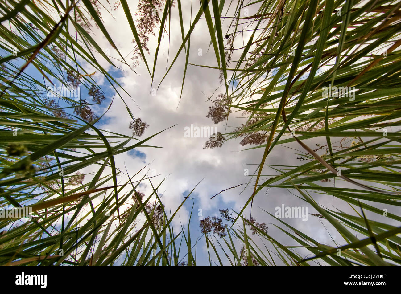 Low angle perspective hi-res stock photography and images - Alamy