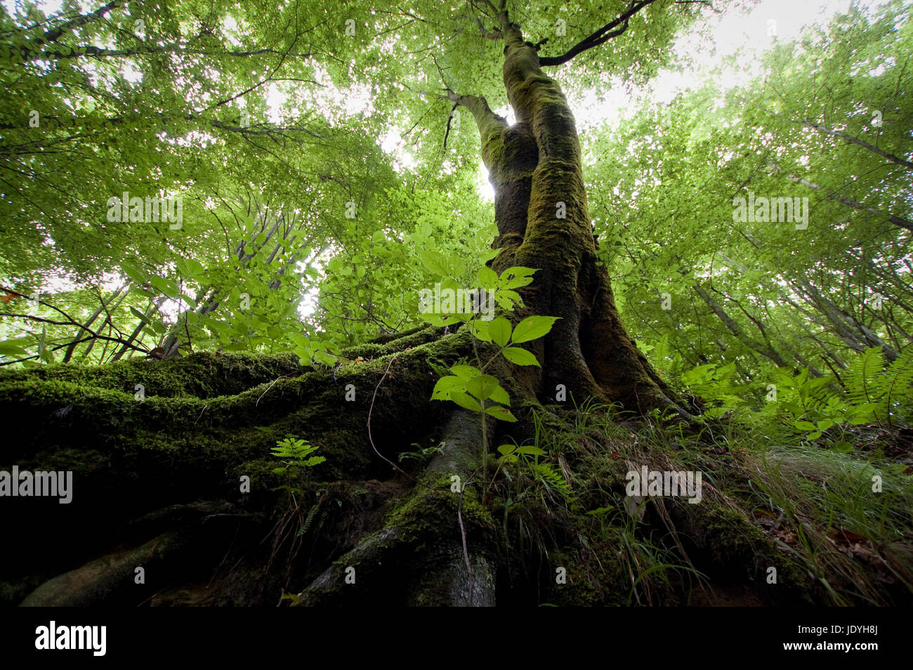 Low level dark vegetation hi-res stock photography and images - Alamy